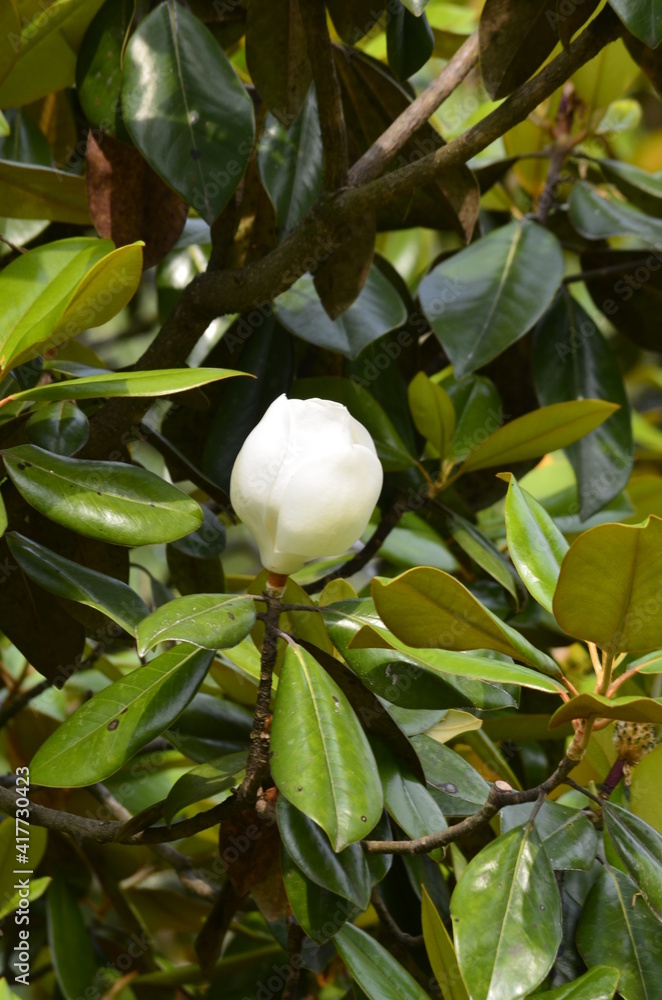 Magnolia grandiflora, commonly known as the southern magnolia or bull ...