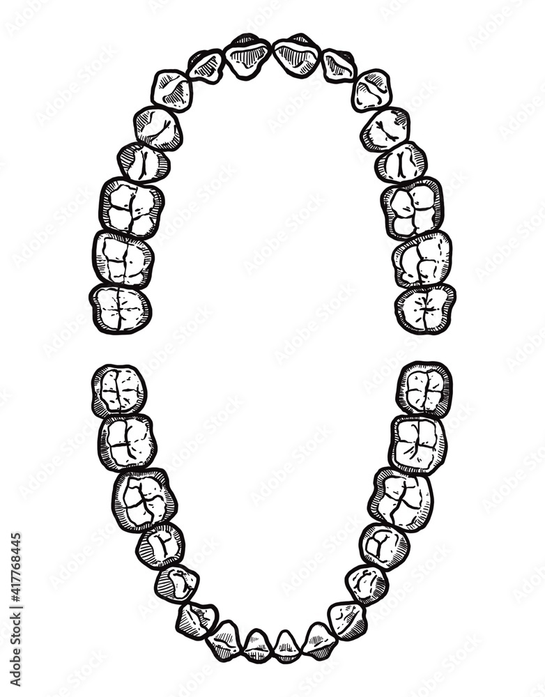 Hand drawing, line art, engraving, ink Dental Illustration. vintage ...