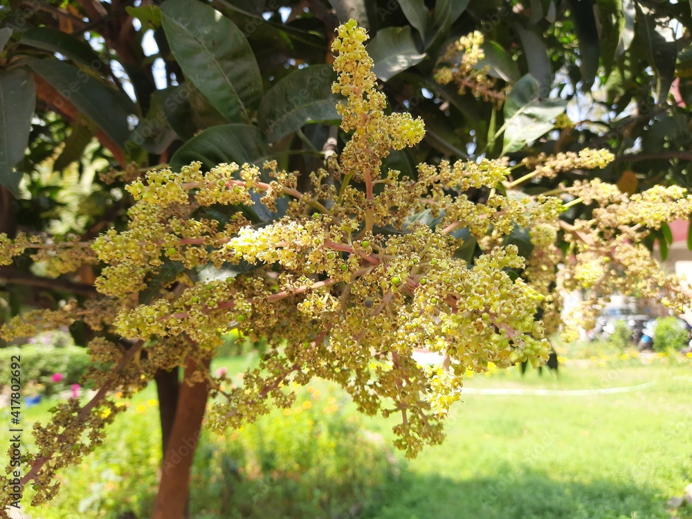 Mango flower blossom, Aam ka Manzar. inflorescence and immature fruits ...