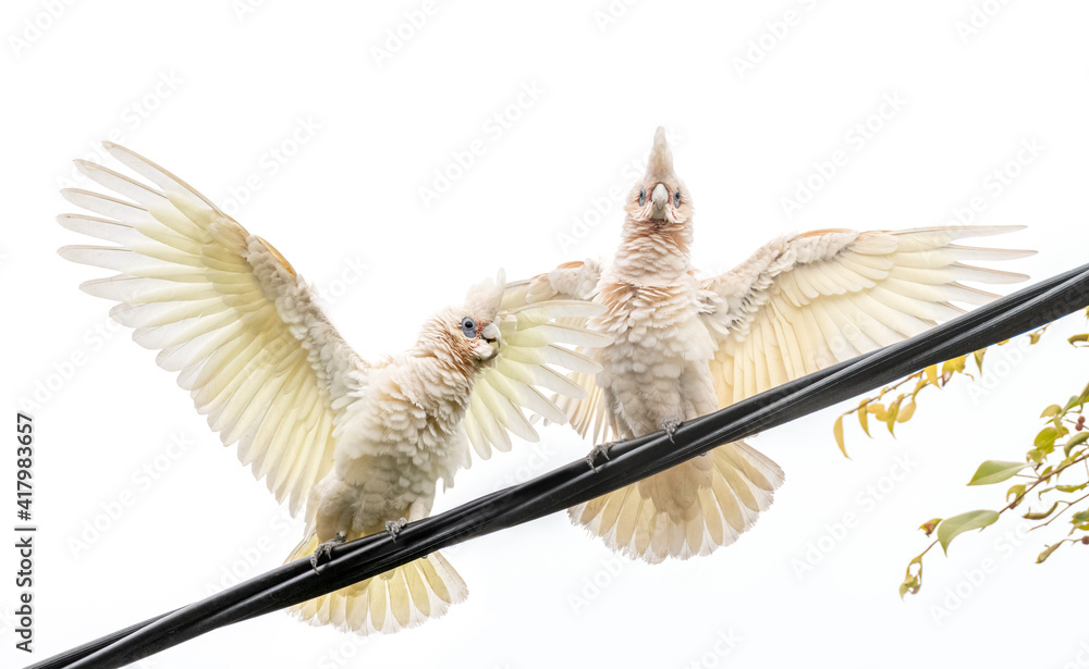 Two little corella's (Cacatua sanguinea), also known as the bare-eyed ...