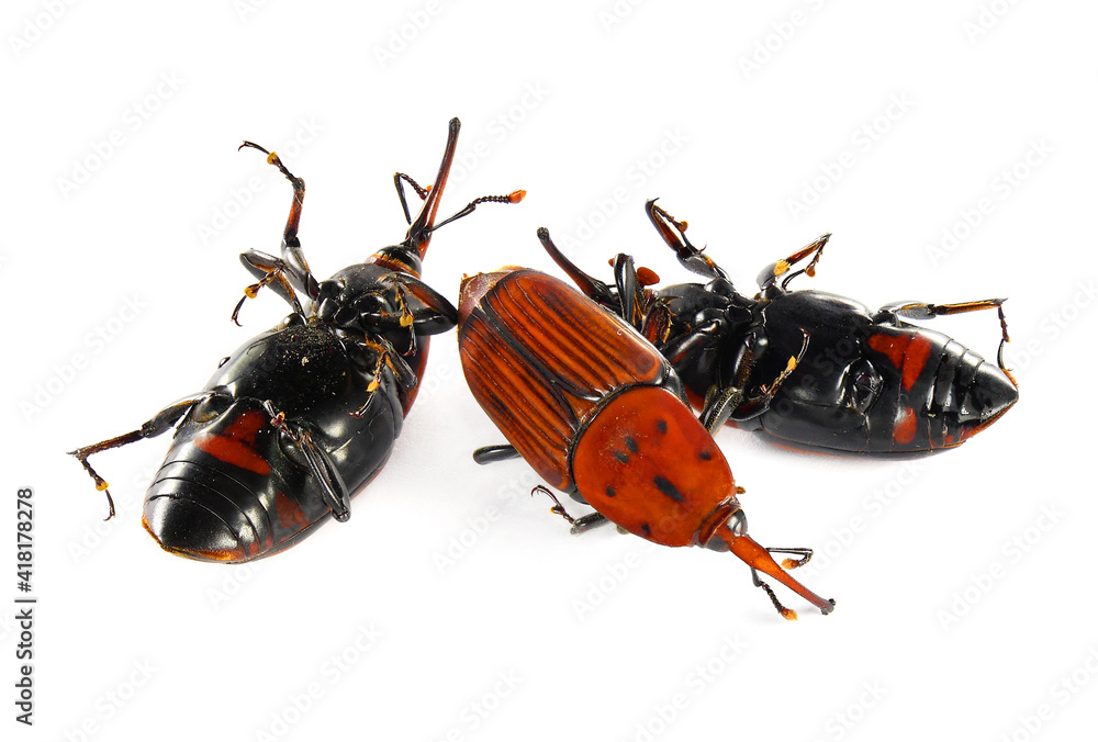 Dead beetle of Red Palm Weevil, Asian Palm Weevil or Sago Palm Weevil ...