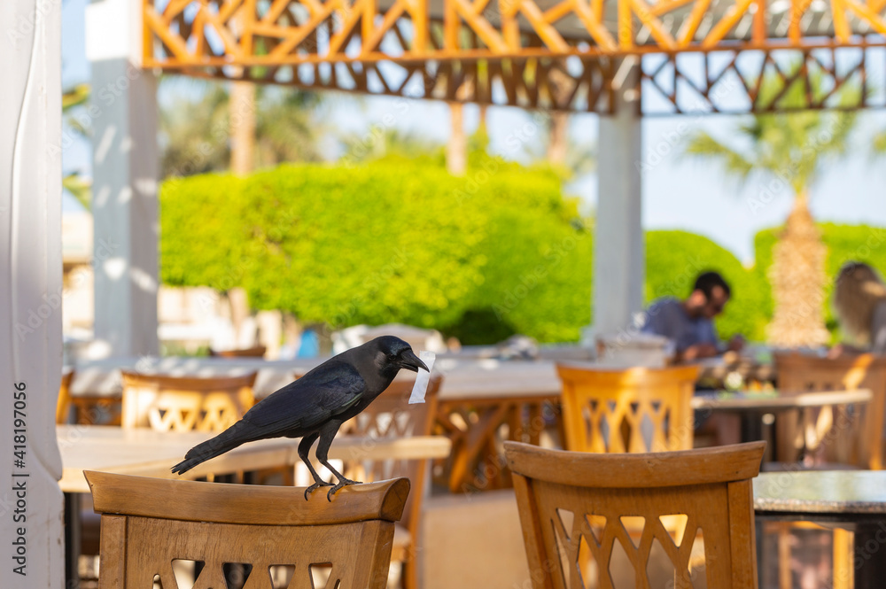 House crow (Corvus splendens), also known as the Indian, greynecked ...
