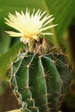 Hamatocactus Setispinus Free Stock Photo - Public Domain Pictures