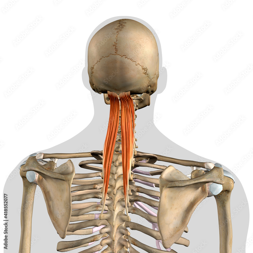 Semispinalis Capitis Muscles in Isolation Rear View of Upper Back Human ...