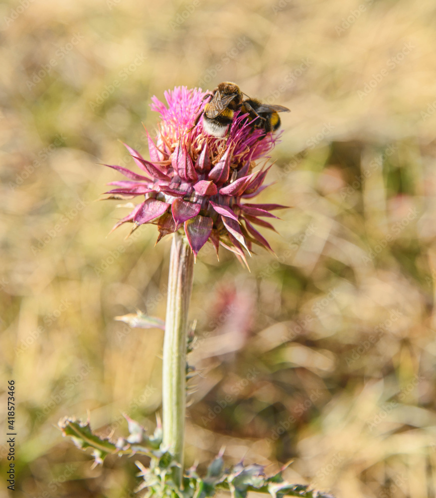 Honey bees on a bright purple thistle wildflower (Cirsium arvense ...