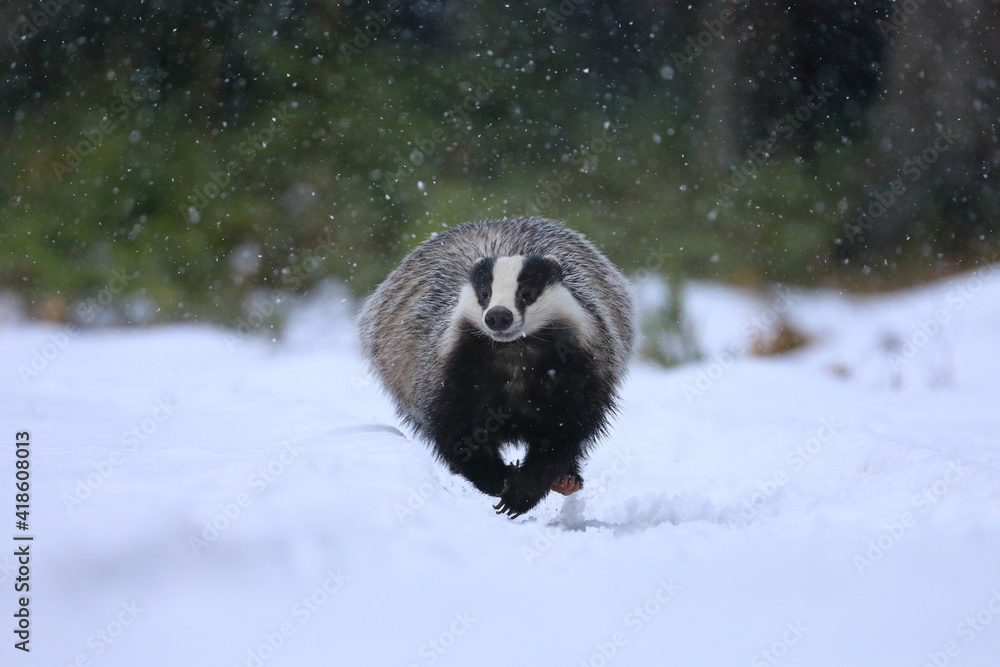 European badger, Meles meles, in fast run in forest during snowfall ...
