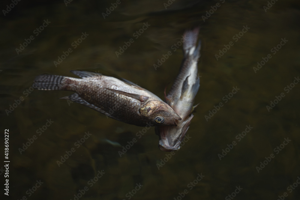 Fish kill, Caused by water Pollution, effects of pesticides and ...