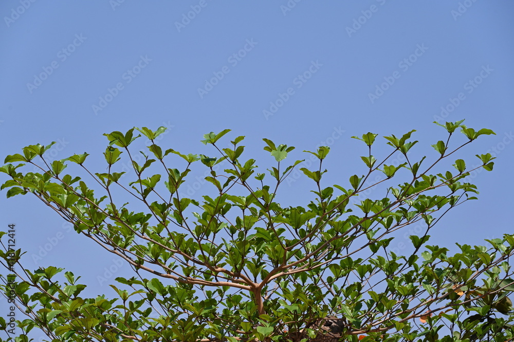 Terminalia catappa Common names Country-almond, Indian-almond, Malabar ...