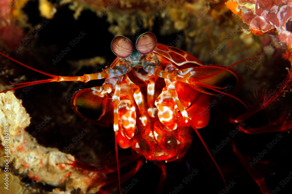 Close-up of a Peacock Mantis Shrimp (Odontodactylus scyllarus, aka ...