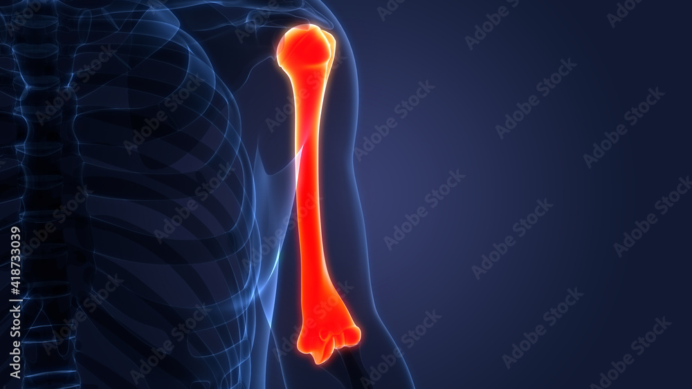 Human Skeleton System Humerus Bone Joints Anatomy Stock Illustration ...