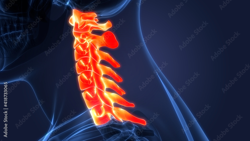 Ilustración de Stock Spinal Cord Vertebral Column Cervical Vertebrae of Human Skeleton System ...