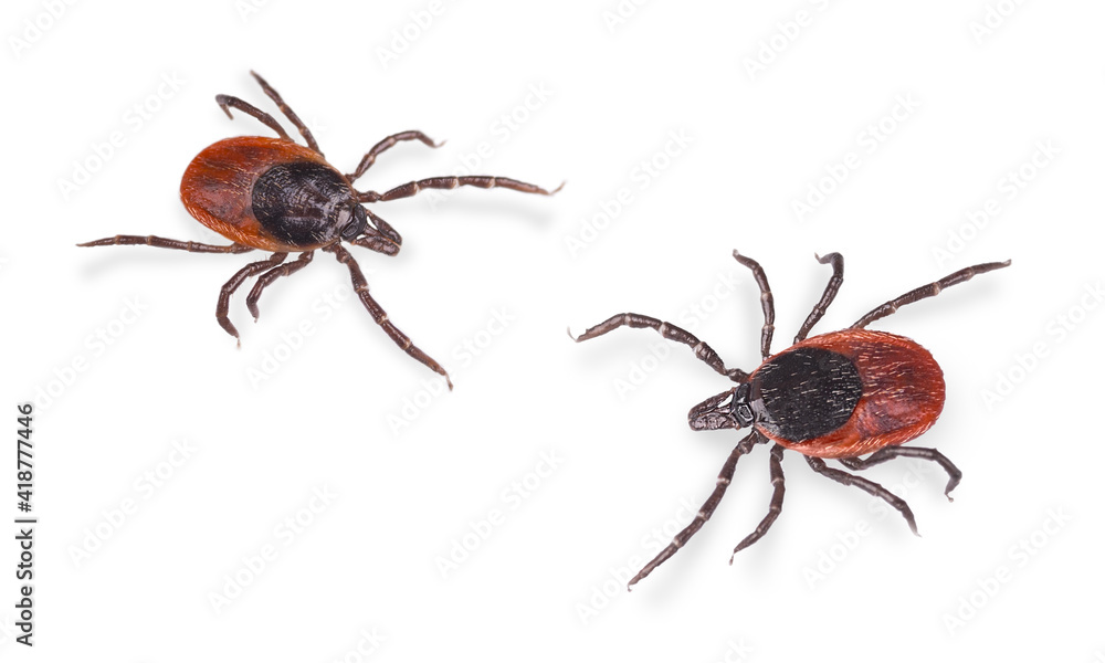 Closeup of parasitic castor bean ticks isolated on white background ...