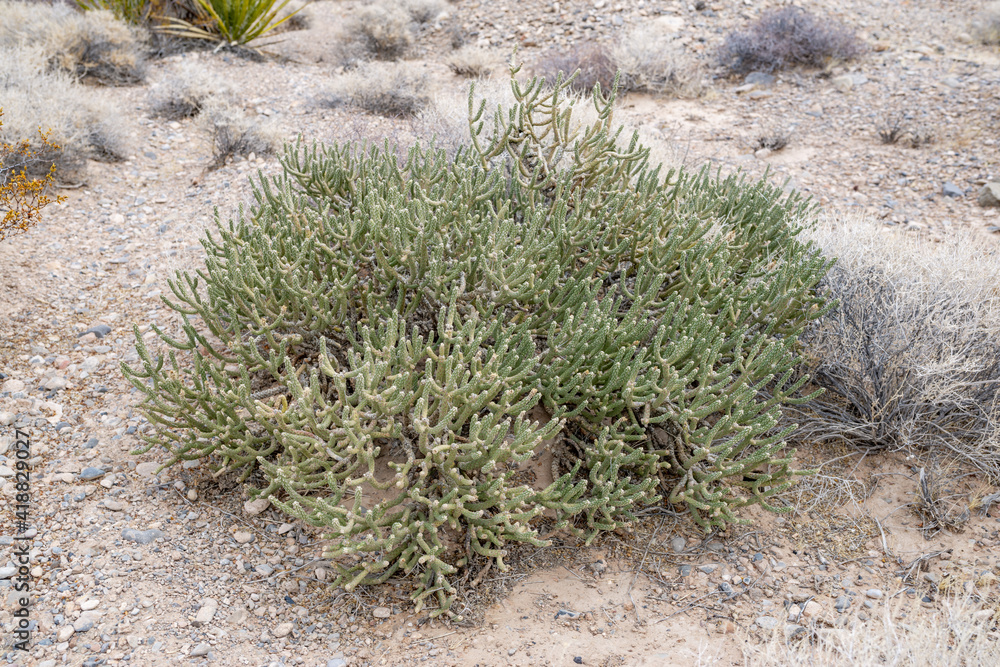 Diamond cholla cactus (Cylindropuntia ramosissima) also called pencil ...
