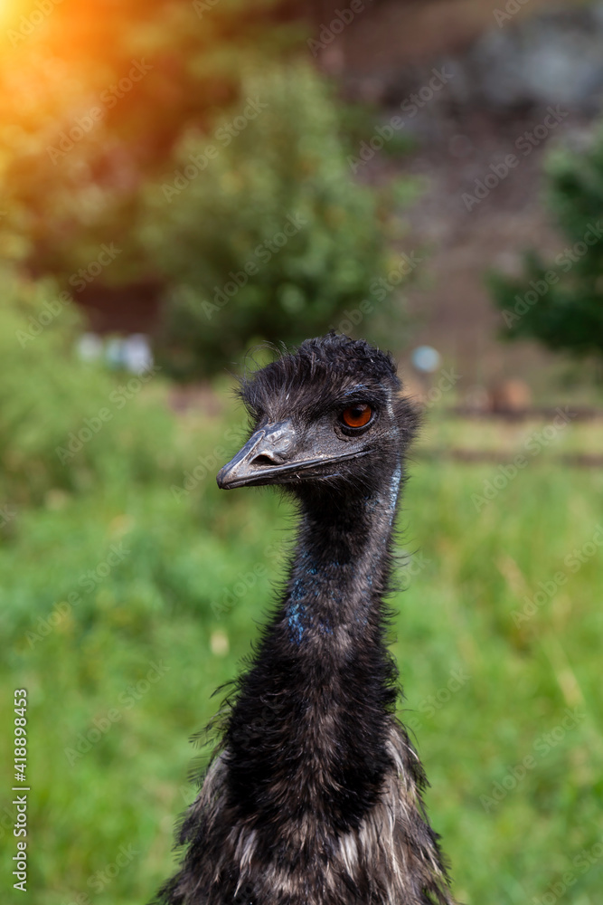Stock-Foto „close-up on the head of a black wild ostrich and a large ...
