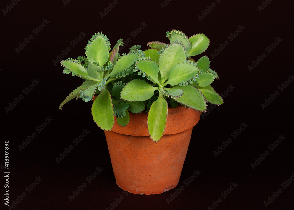 Mother of thousands or Aranto or Aligator Plant or Kalanchoe ...