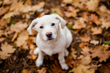 Labrador Playing In Autumn Free Stock Photo - Public Domain Pictures