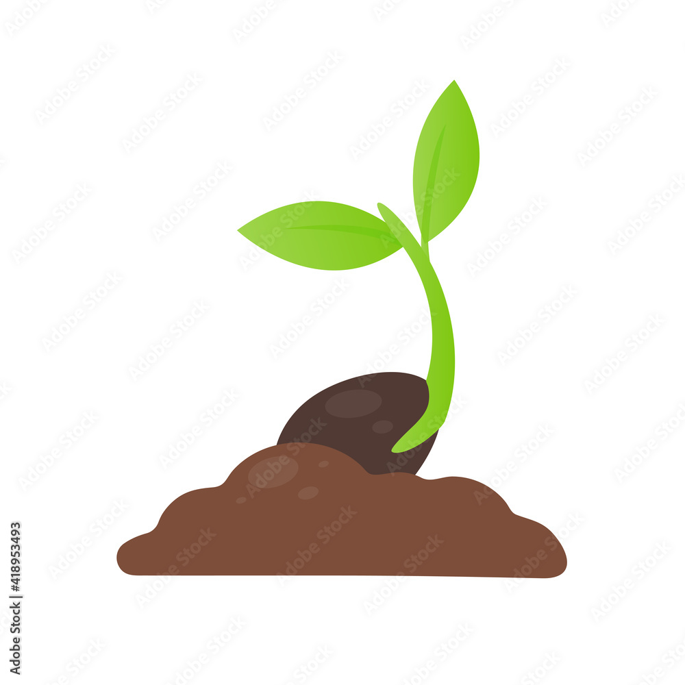 Tree growth. Planting a tree that has sprouted from seed becomes a ...