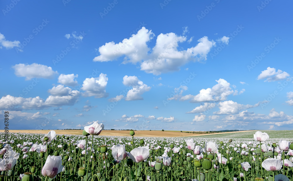 Detail of flowering opium poppy, in Latin papaver somniferum, on a ...