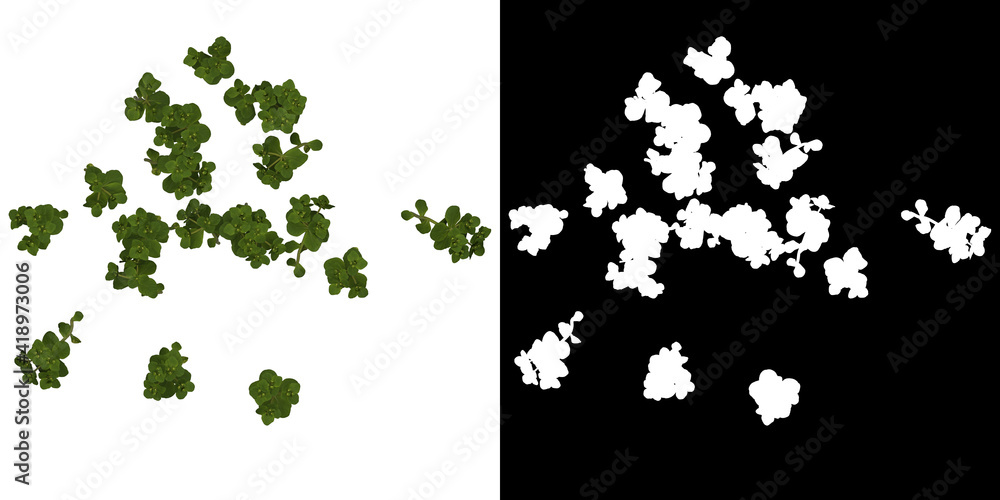 Top view of tree (Euphorbia Heliscopia) png with alpha channel to ...