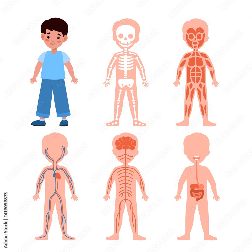 Boy body system. Kids anatomy poster, medical education schemes ...
