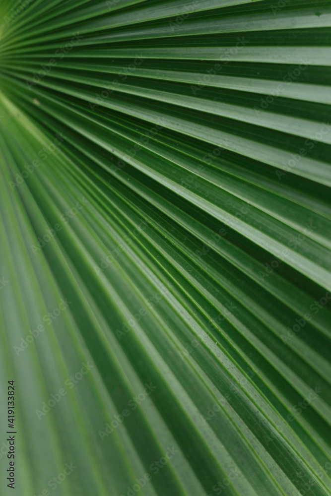 green moody nature wallpapers for smartphones. macro green leaves ...