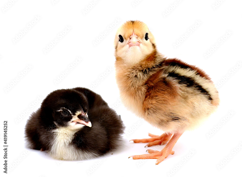 Cute French Splash Blue and Black Copper Maran Chick Isolated over a ...