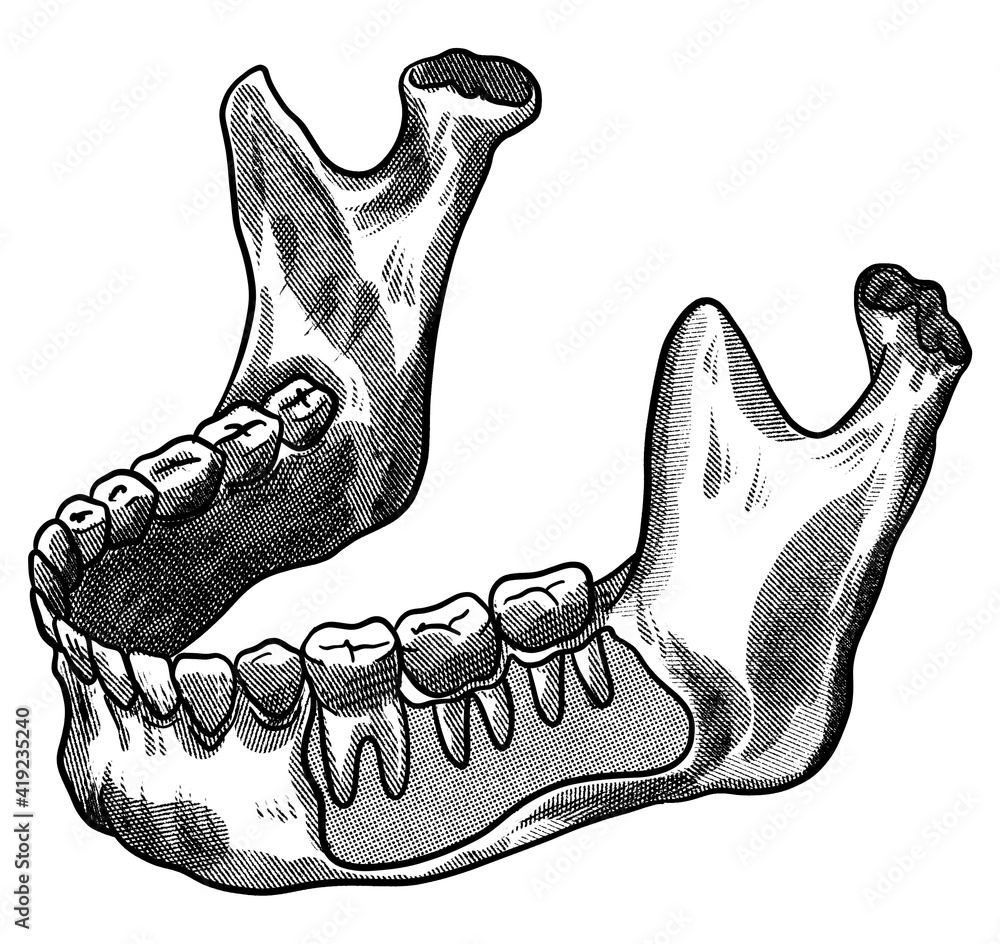 Ilustrace Hand drawing, line art, engraving, ink Dental Illustration ...