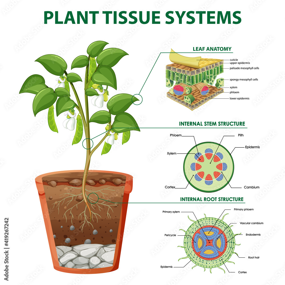 Diagram showing Plant Tissue Systems Stock Vector | Adobe Stock