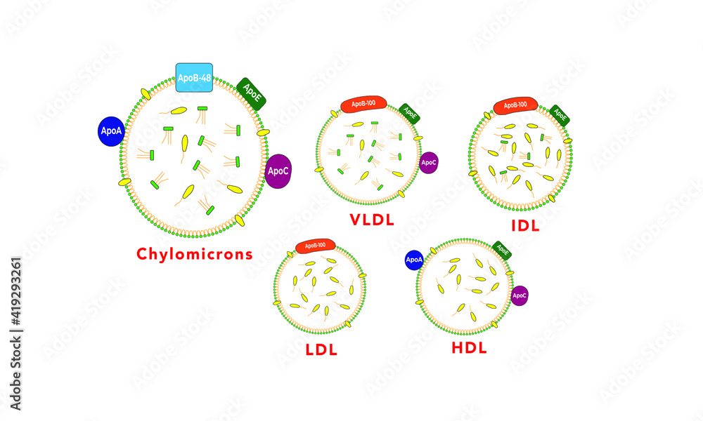 Lipoproteins [HDL, LDL, Chylomicrons, VLDL, IDL] Stock Vector | Adobe Stock