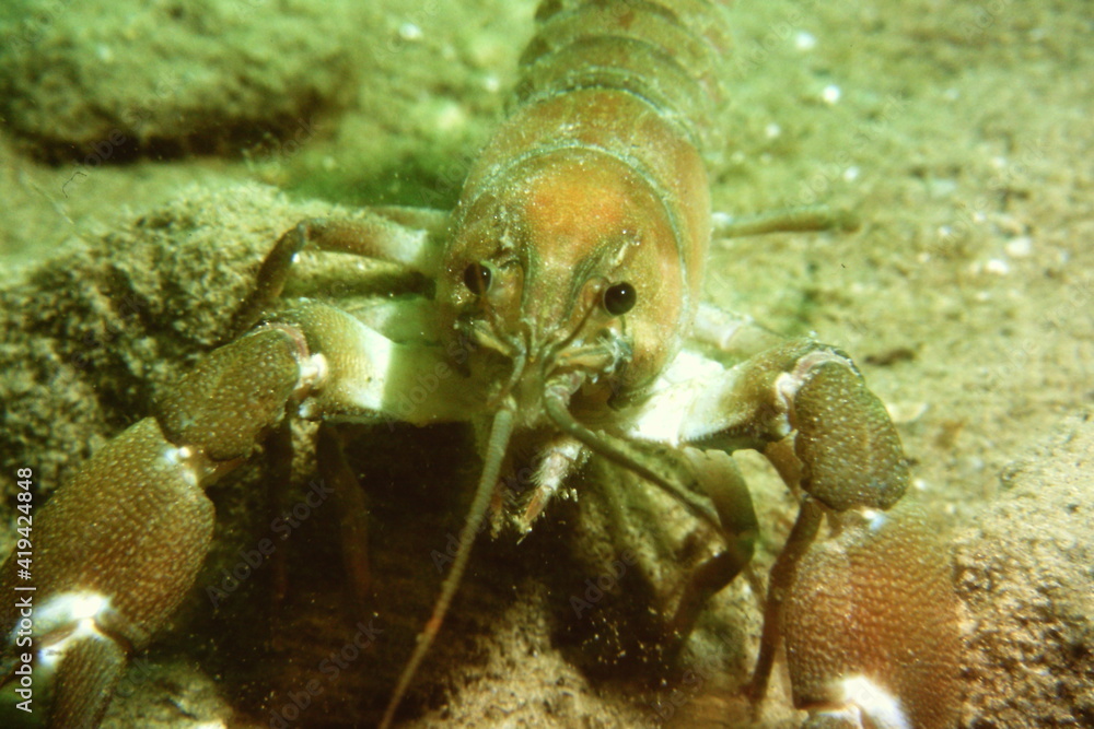 Lake Crawfish in June Lake, Mammoth Lakes, California, Near a Burrow ...