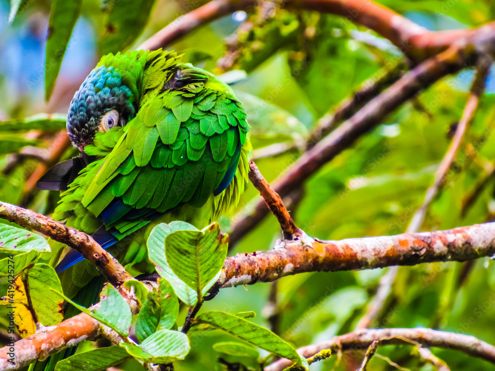 ave, cotorra, animal, lora, verde, naturaleza, pico, arco iris, fauna ...