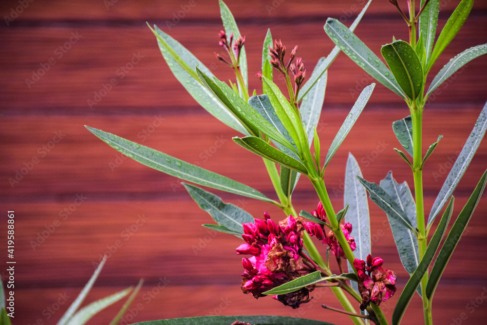 Foto de Stock Stock photo of a oleander flower plant water drops on on ...
