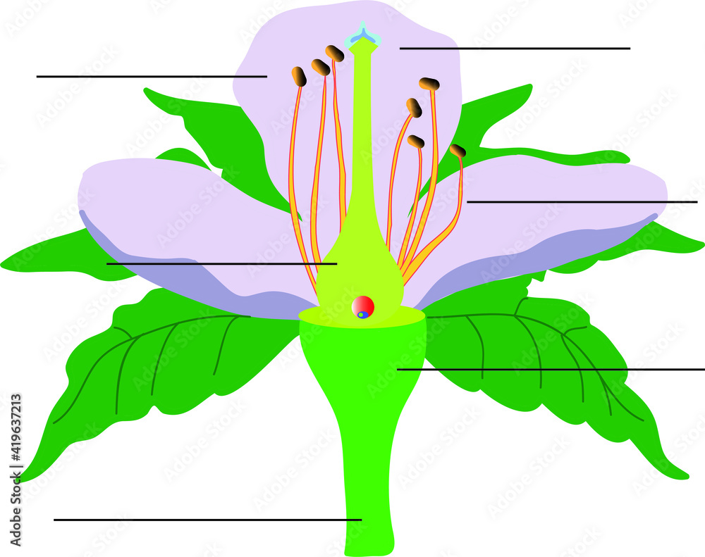 Vector Illustration of a Flower Pollination, Reproduction in Plant ...