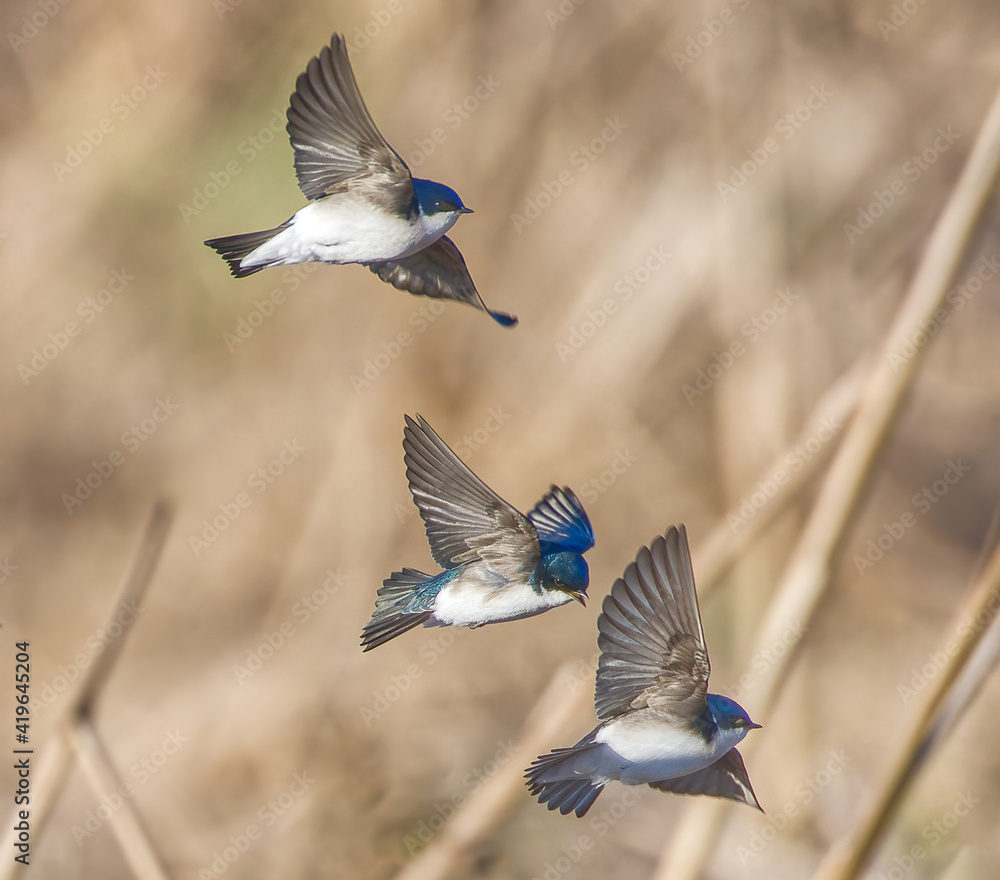 tree swallows (Tachycineta bicolor) in flight playing with each other ...