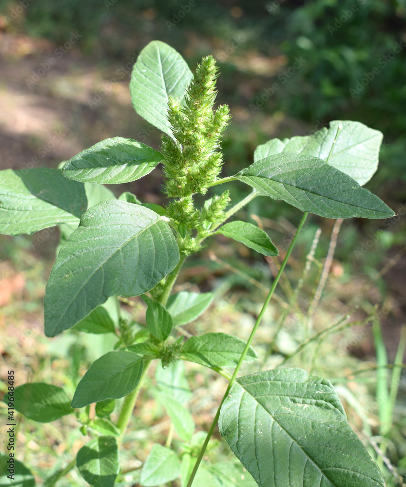 Amaranthus hybridus, commonly called green amaranth, slim amaranth ...