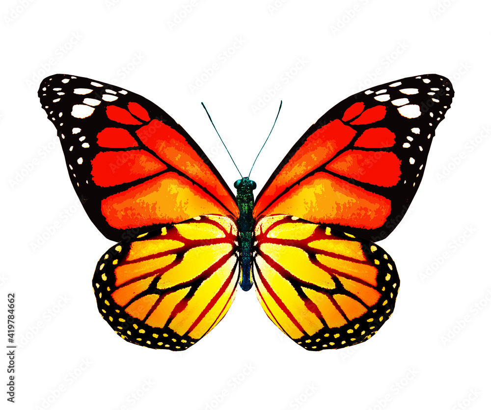 Color monarch butterfly , isolated on the white background Stock ...