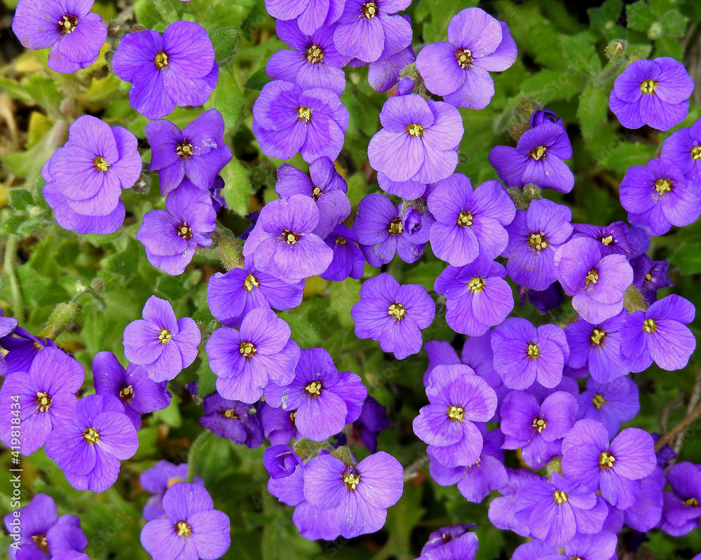 Foto de Stock early spring inflorescences of a plant called the garden ...
