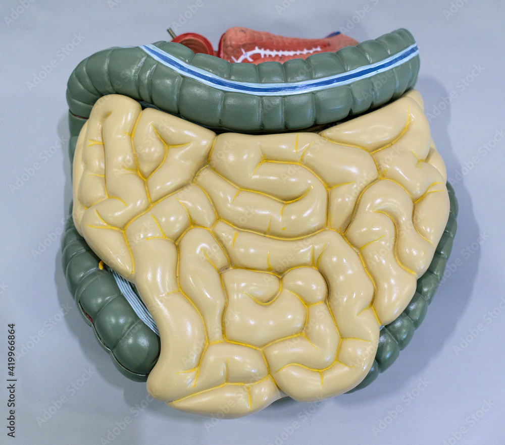 Human abdominal cavity model. Small and large intestine. Plastic ...
