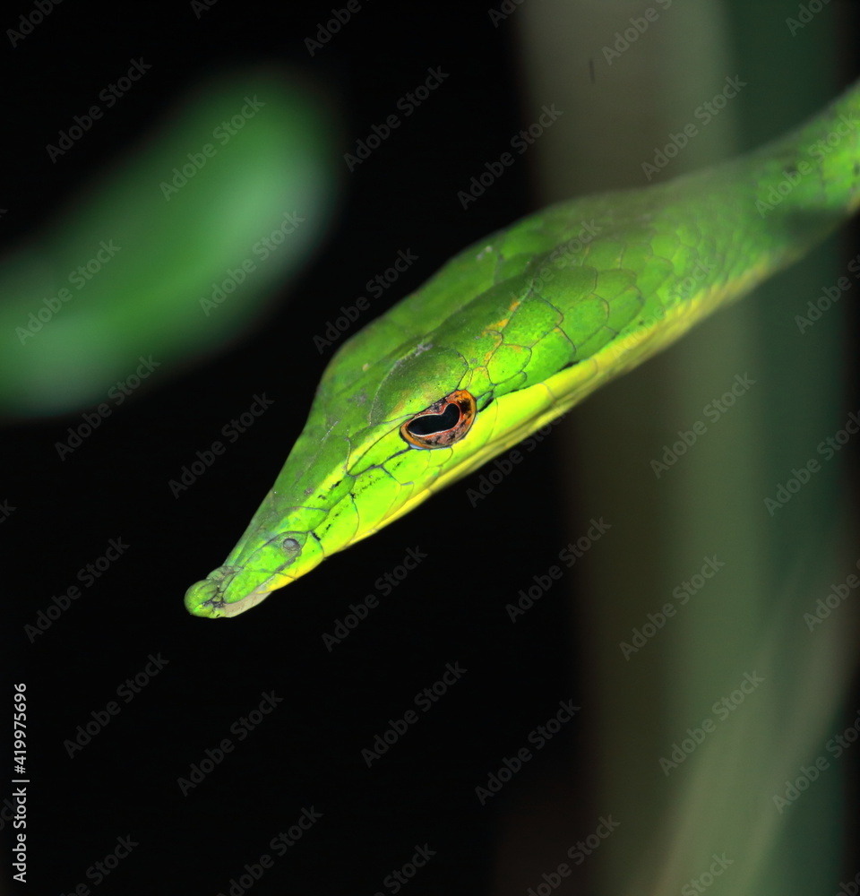 Stock-Foto „close up view of beautiful but venomous common vine snake ...