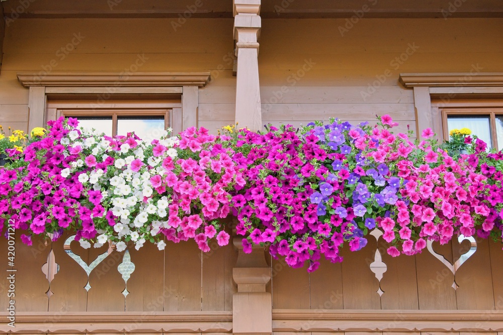 10 Low Maintenance Plants for Balcony in Spring Summer Season