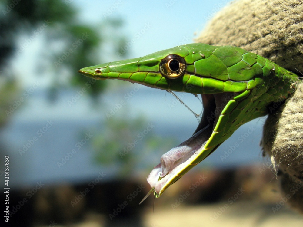 Oxybelis fulgidus, Colubridae family. Here you can see the poison ...