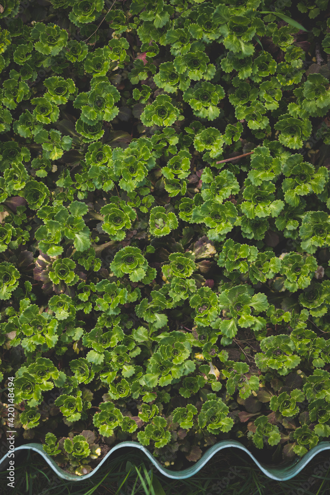 Top view on wild-growing multi-planting Saxifrage paniculata. Wild ...