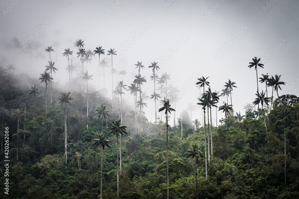 Panoramica del Valle del Cocora en Quindio_Colombia, montañas con arbol ...