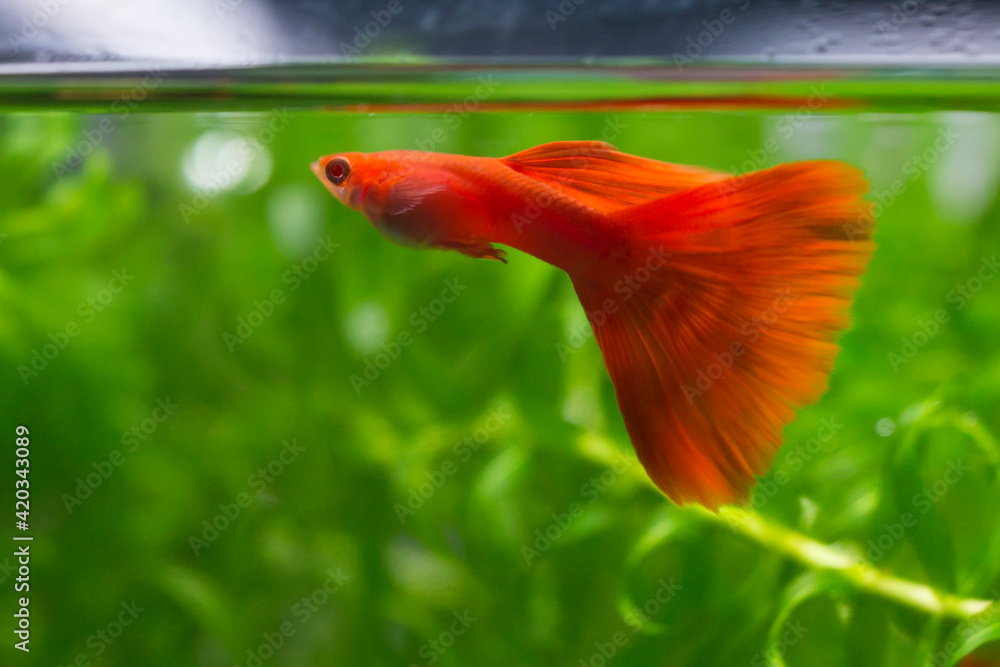 Albino male full red guppy (Poecilia reticulata) in planted aquarium の ...