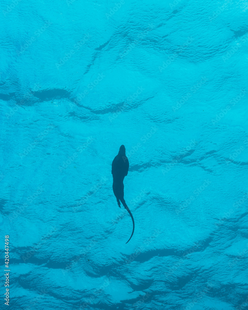 Galapagos marine iguana (Amblyrhynchus cristatus) forages algae from ...