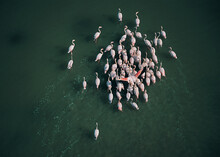 Flock Of Flamingos Free Stock Photo - Public Domain Pictures