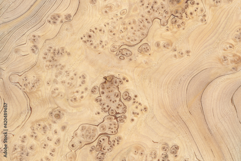 Macro photo of wood cross section Wood grain texture background Stock ...
