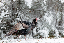 Wild Turkey Asleep Standing UP Free Stock Photo - Public Domain Pictures