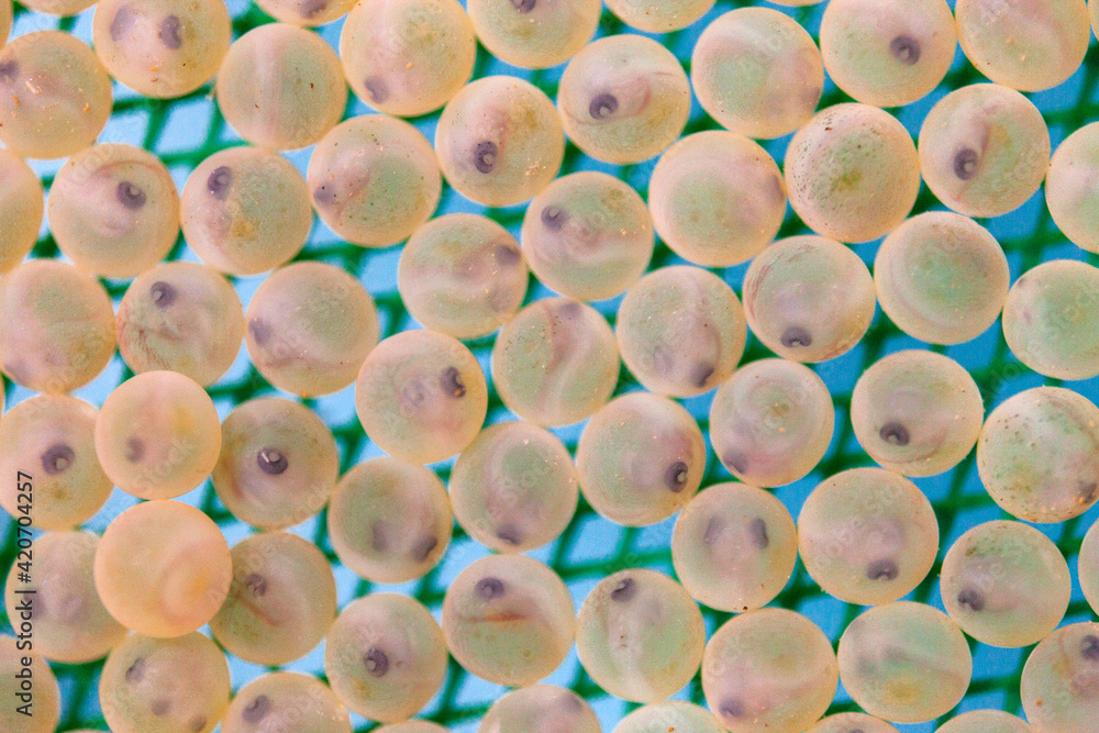 Trout Roe in Fish Hatchery Stock Photo | Adobe Stock