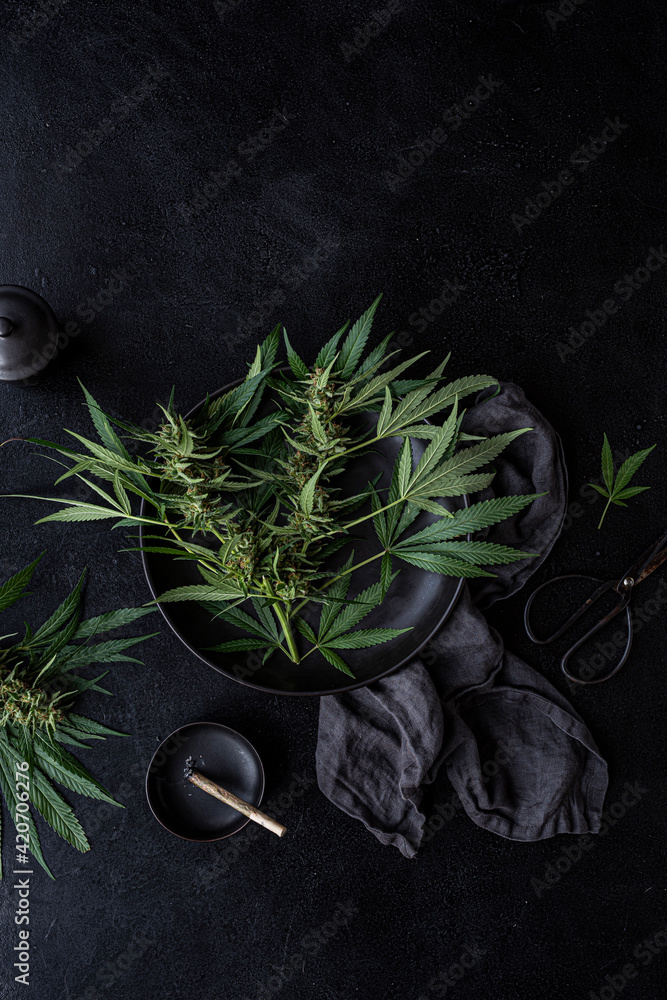 Cutting fresh cannabis plants Stock Photo | Adobe Stock